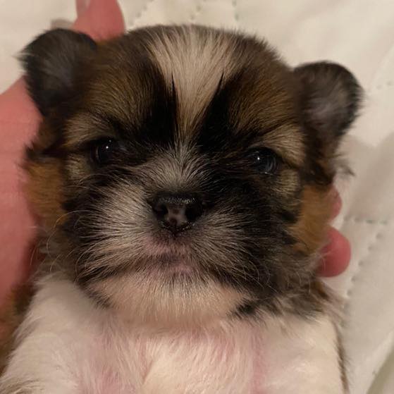 Little Rascal Ranch, 19 S 750 W, Paul, ID - MapQuest